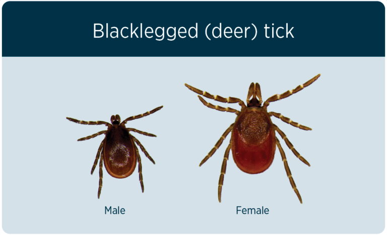 Ticks of Wisconsin: Types, tick season, illnesses and more | Shine365 ...