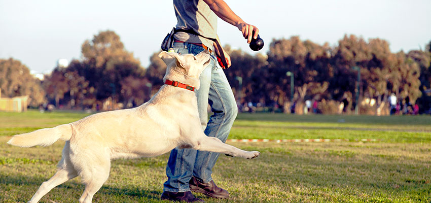 Advice and ideas to exercise with your dog | Shine365 from Marshfield ...