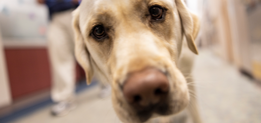 Living the power of ‘paws’itivity | Shine365 from Marshfield Clinic